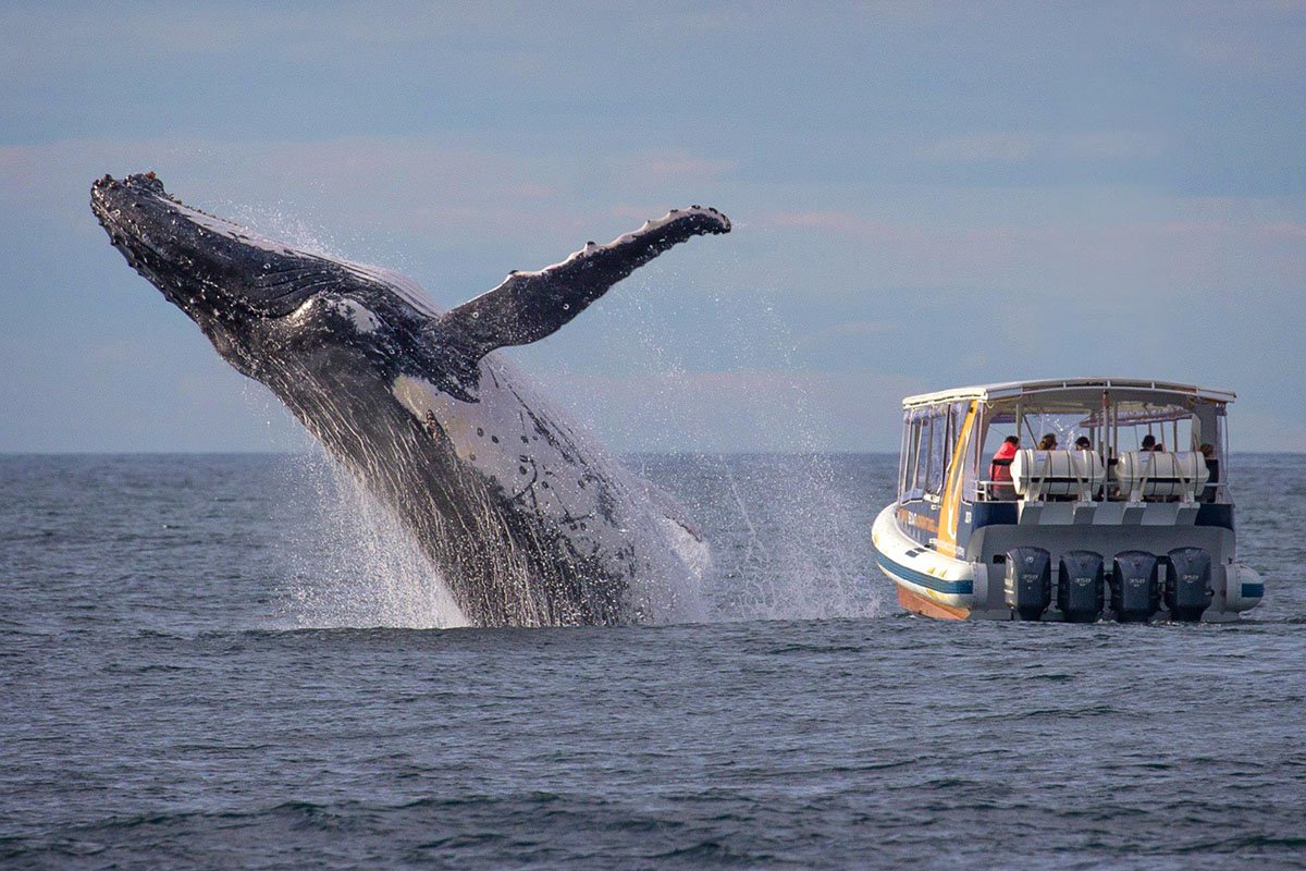 photographs while Gold Coast whale watching