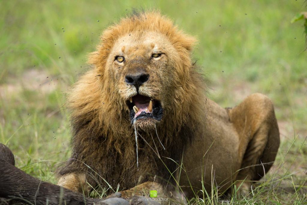 The Mapogo Lions How These Legendary Cats Rose to Power